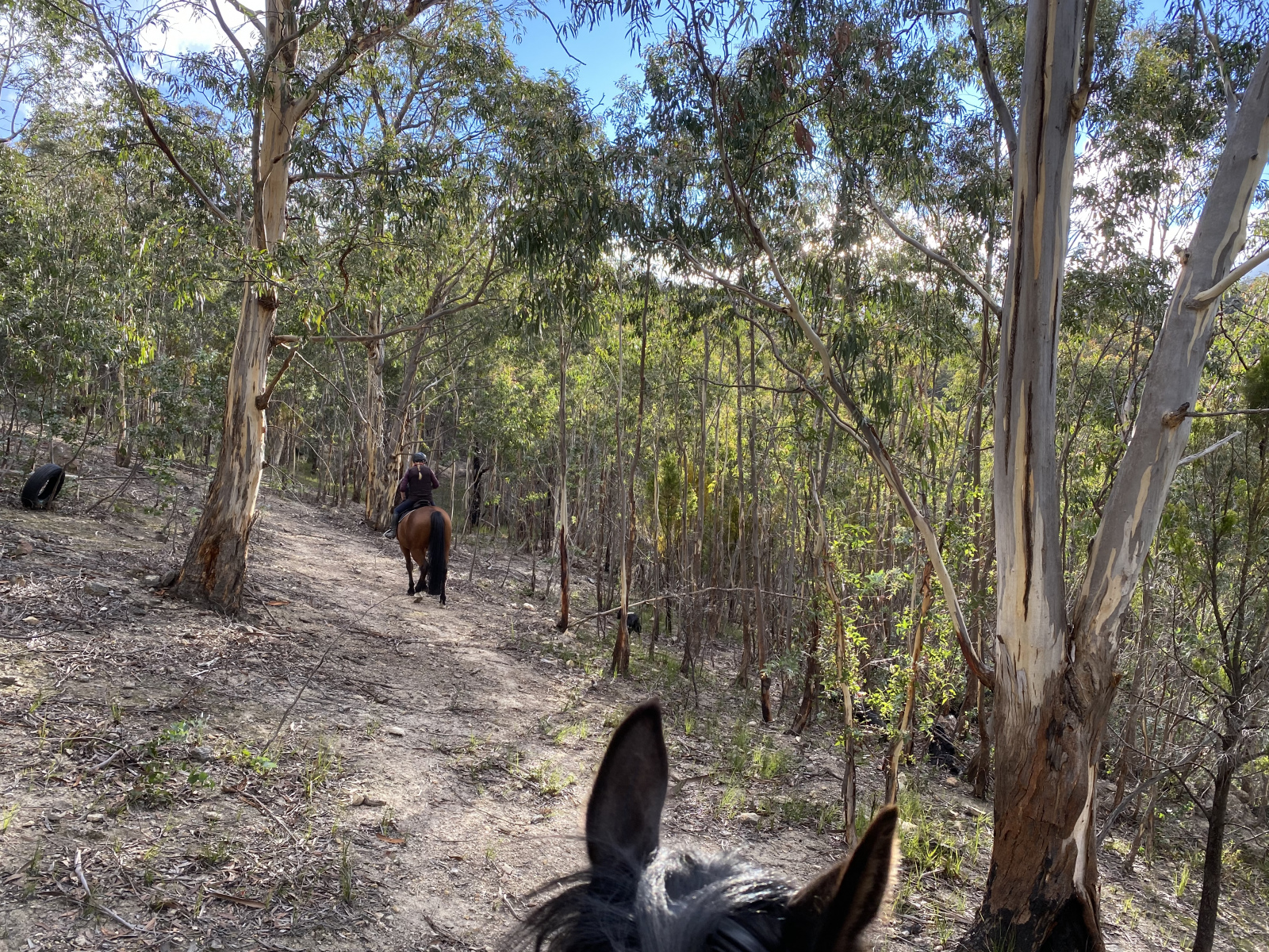 Photo Gallery - Pringle Park Equestrian Centre
